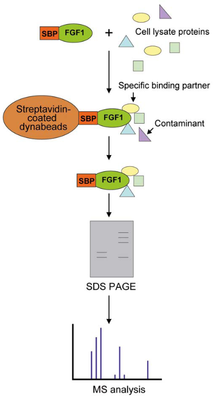 IP-MS/Co-IP-MS, 互作蛋白检测及鉴定