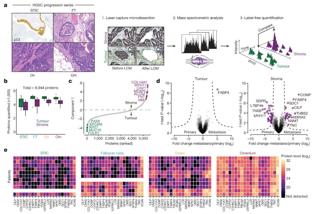 Nature , 蛋白质组学揭示癌相关成纤维细胞的主要代谢调节者NNMT
