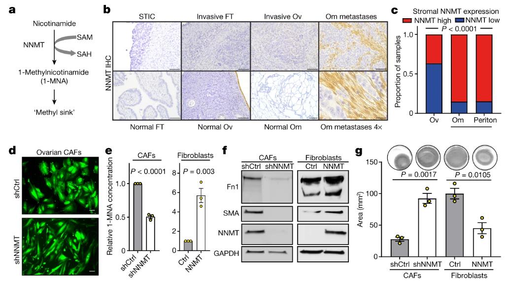 Nature , 蛋白质组学揭示癌相关成纤维细胞的主要代谢调节者NNMT