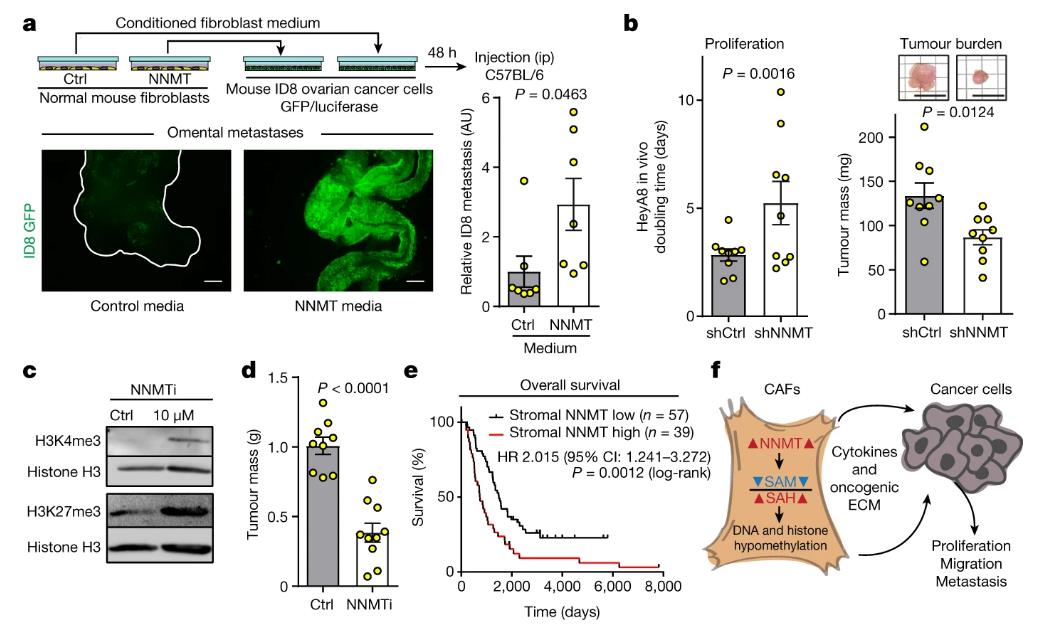 Nature , 蛋白质组学揭示癌相关成纤维细胞的主要代谢调节者NNMT