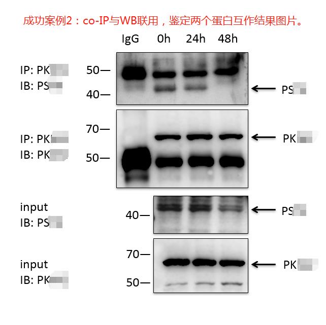 IP-MS/Co-IP-MS, 互作蛋白检测及鉴定