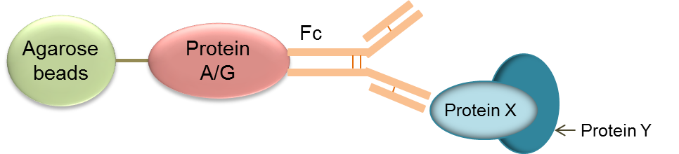 IP-MS/Co-IP-MS, 互作蛋白检测及鉴定